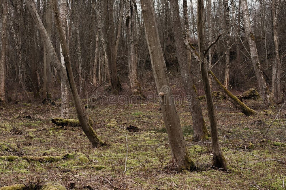 Springtime View of the Forest Where Fallen Dead Tree Trunks are ...