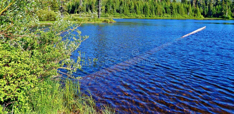 Give Me a Hand stock photo. Image of green, lake, oregon - 204031422