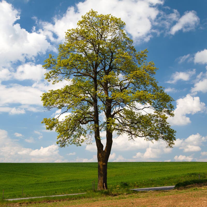 Springtime View of Maple Tree with Field Stock Image - Image of common ...