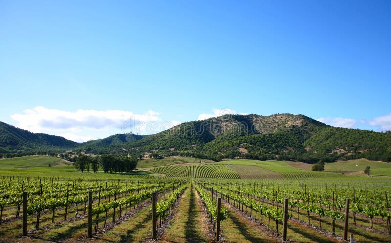 Springtime Vineyard stock photo. Image of scenic, vino - 11983544
