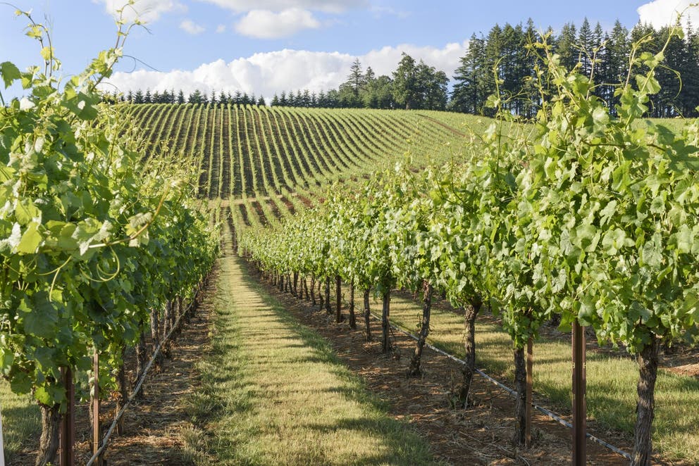 Springtime in the Vineyards of Western Oregon Stock Image - Image of ...
