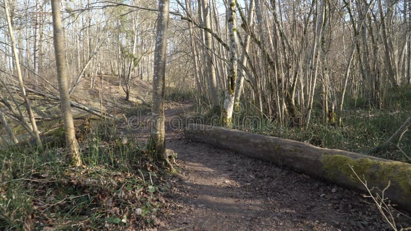Springtime Walk Along a Curving Path by the Riverbank Stock Footage ...