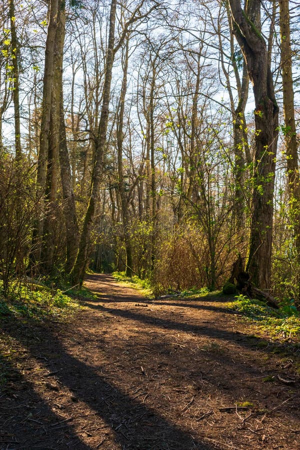 Springtime Walk stock image. Image of bush, landscape - 178487539