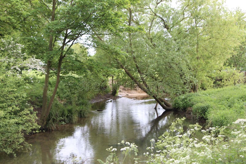 Springtime Walk To See the Flora and Fauna Along the River Lea Flowing ... Springtime Walk To See the Flora and Fauna Along the River Lea Flowing ...
