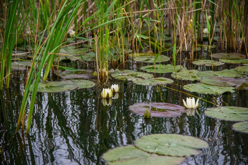 Springtime Water Lilly in Danube Delta Stock Photo - Image of horizon ...