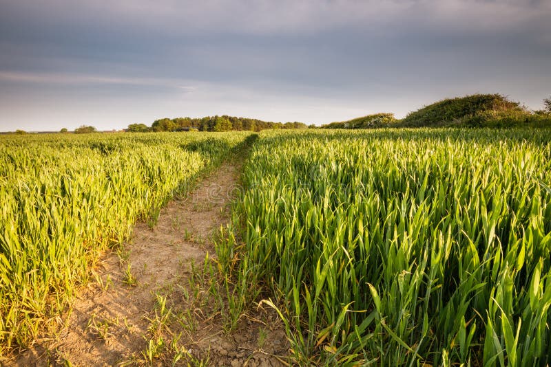 Springtime Wheat Field stock image. Image of grass, flora - 55719949