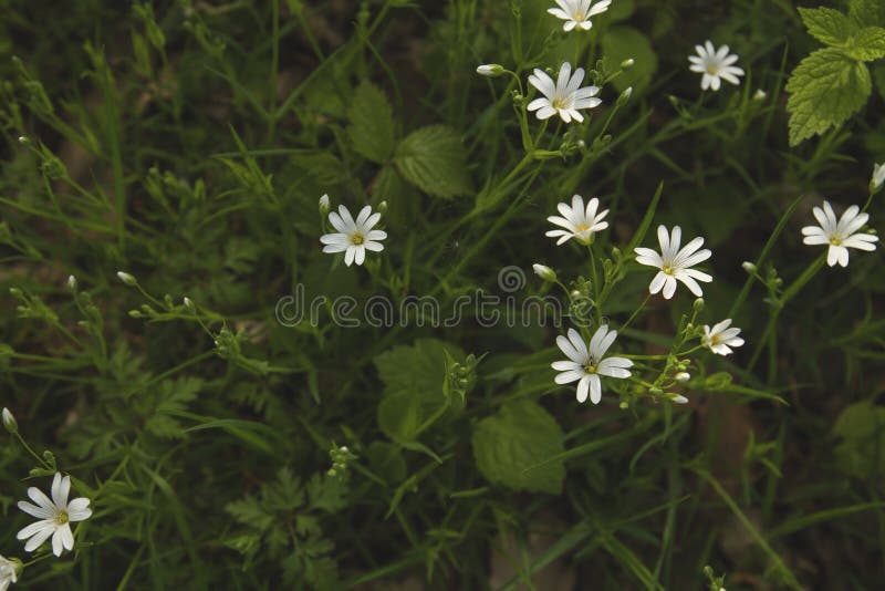Springtime wild flowers stock photo. Image of life, background - 96311720