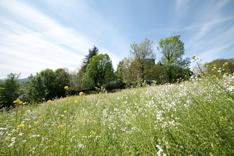 Springtime Wildflowers in the Field Stock Image - Image of crop, rural ...