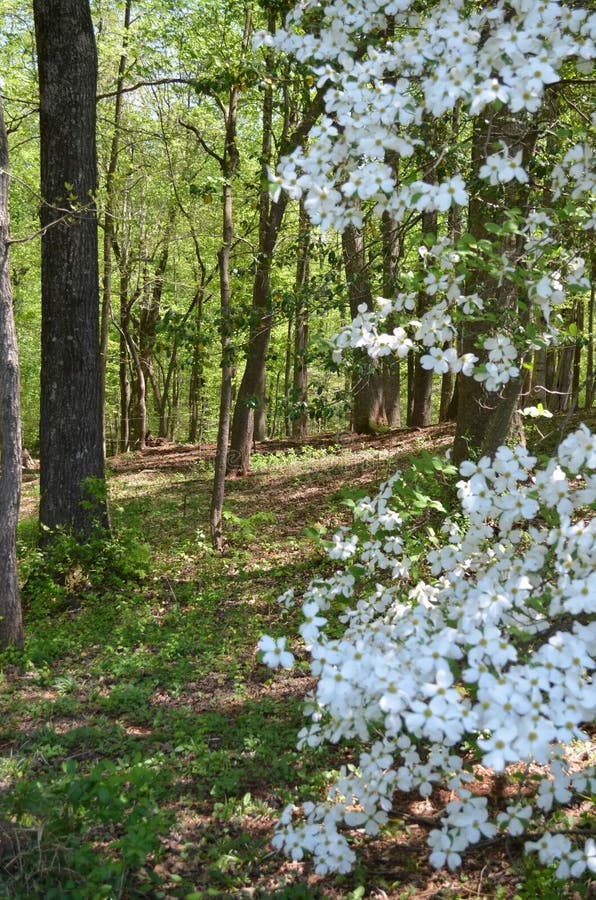 Springtime in the Woods, Saukville Wisconsin Stock Image - Image of ...