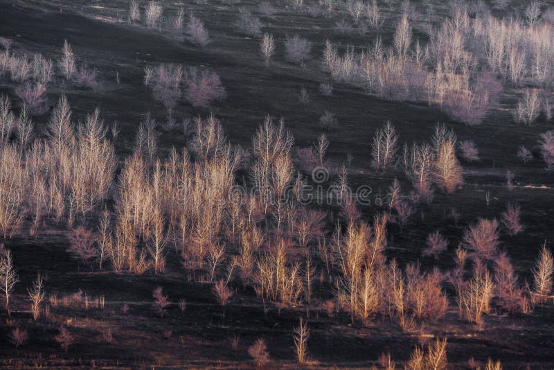 Scorched Ground after Big Fire. Stock Image - Image of morning, nature ...