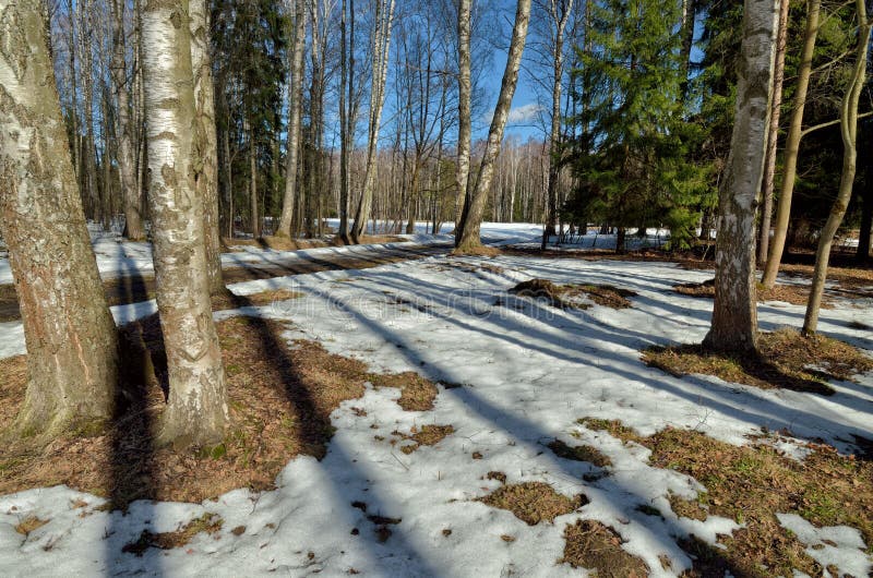 Springtime in the Woods.Shines Warm the Sun Stock Image - Image of melt ...