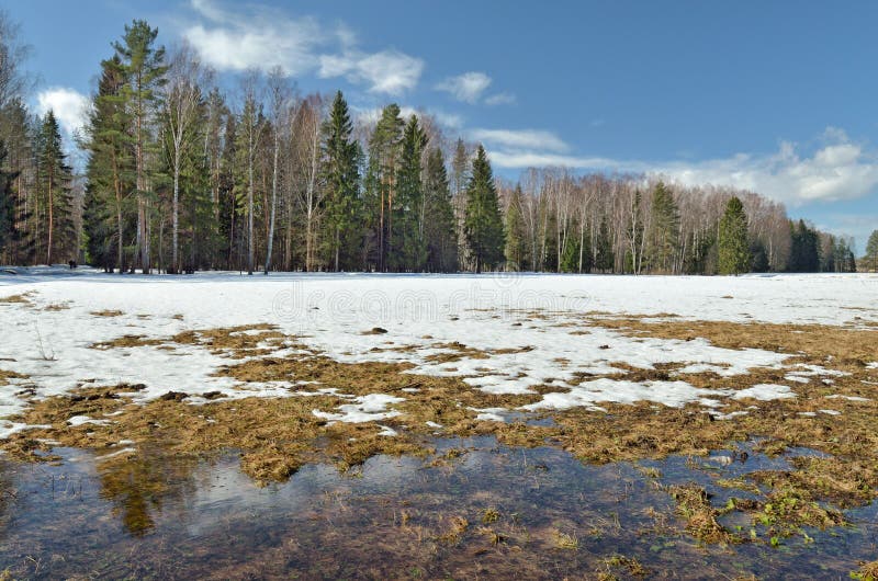 Springtime in the Woods, Saukville Wisconsin Stock Image - Image of ...