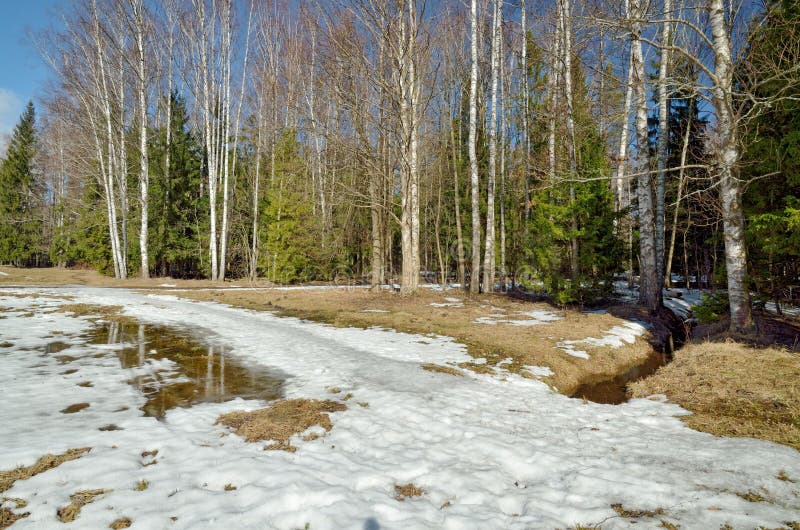 Springtime in the Woods.Shines Warm the Sun Stock Image - Image of ...