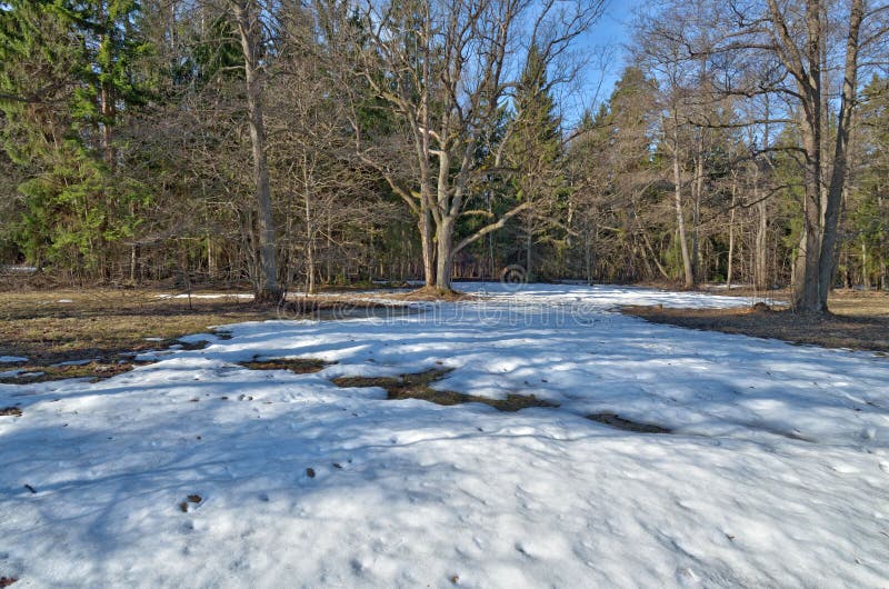 Springtime in the Woods.Shines Warm the Sun Stock Image - Image of ...