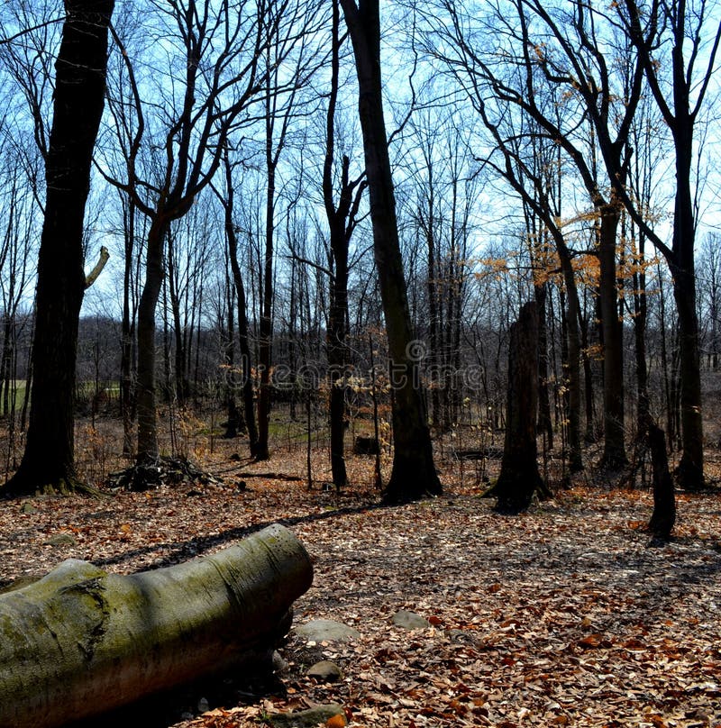Springtime in the Woods, Saukville Wisconsin Stock Image - Image of ...