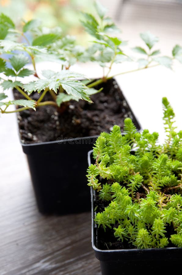 Springtime Young Plants Ready To Be Planted Stock Photo - Image of ...