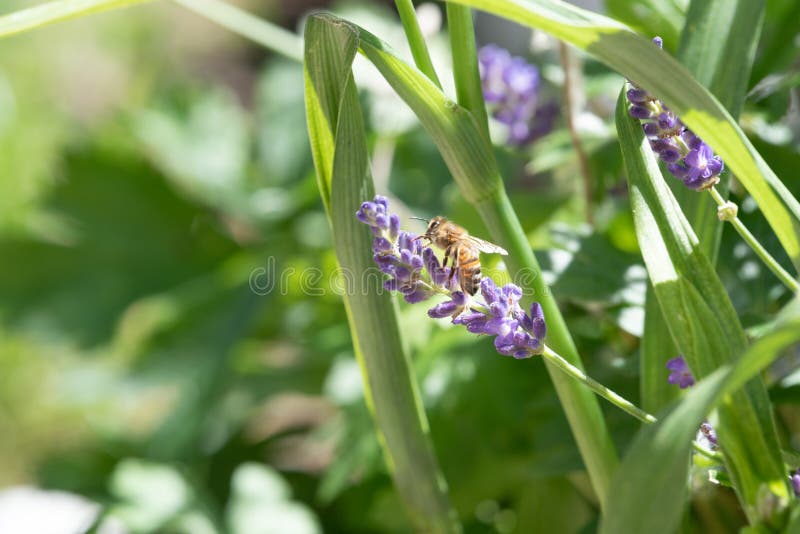 Springtimes Happy Bee Drinking Pollen Stock Image - Image of floral ...
