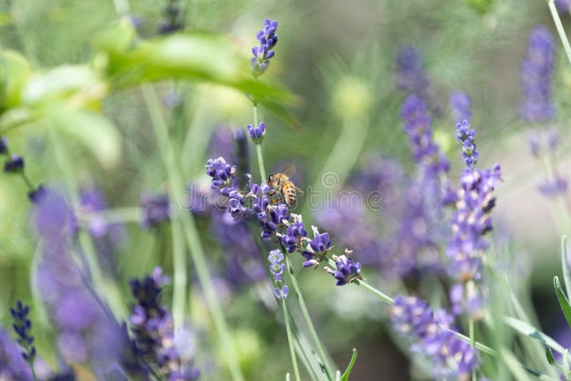 Springtimes Happy Bee Drinking Pollen Stock Photo - Image of garden ...