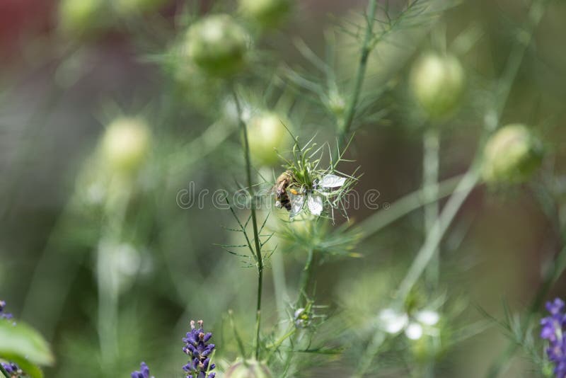 Springtimes Happy Bee Drinking Pollen Stock Image - Image of pollinator ...