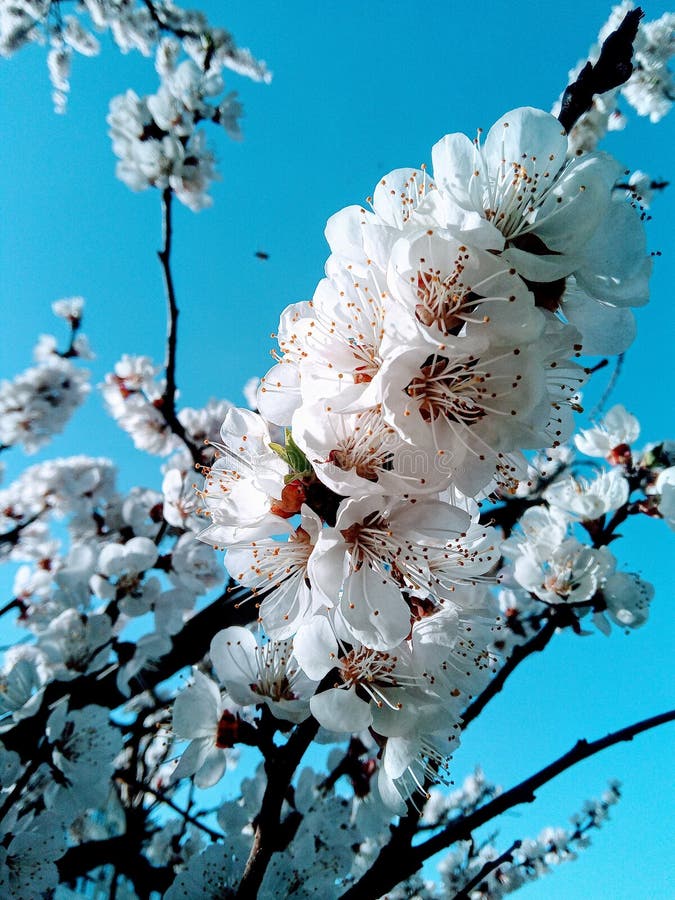 Springtree Flowertree Cherry Stock Photo - Image of flowers, tree ...