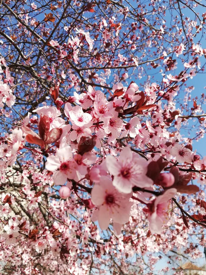 Springvibes Colors Beauty Nature Flower Chill Outdoors Magical Sky ...