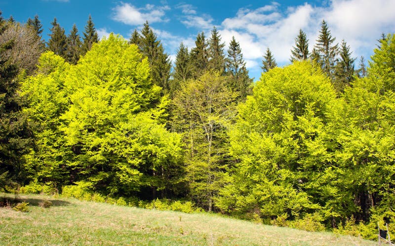 Springy green wood stock image. Image of meadow, greenwood - 29941619