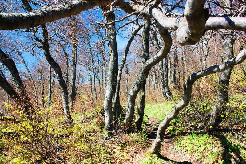 Springy View from European Beech Wood Stock Photo - Image of green ...