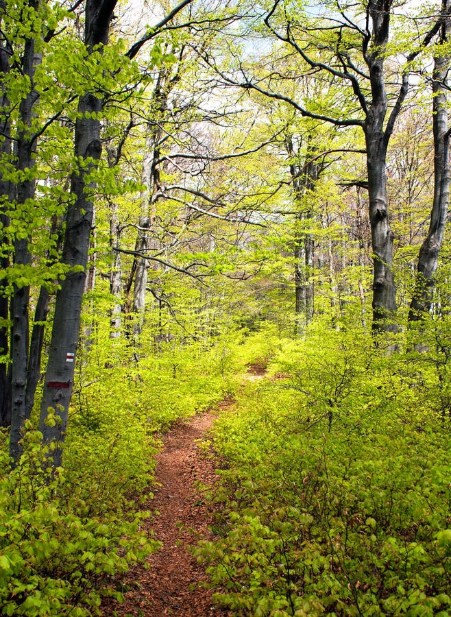 Springy View from European Beech Wood Stock Photo - Image of ...