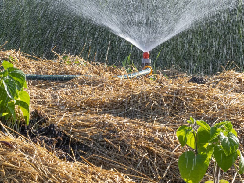 Sprinker Irrigation System Spraying Water on Field Stock Image - Image ...