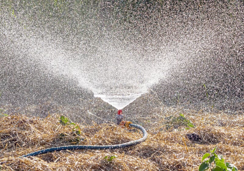 Sprinker Irrigation System Spraying Water on Field Stock Image - Image ...