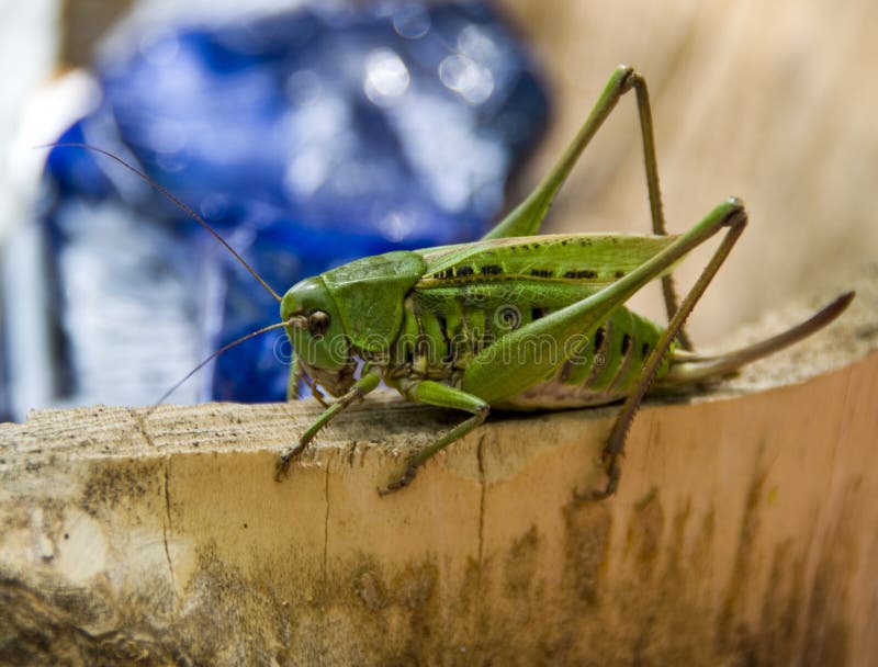 Sprinkhaan stock foto. Image of benen, sprinkhaan, criterium - 10124248