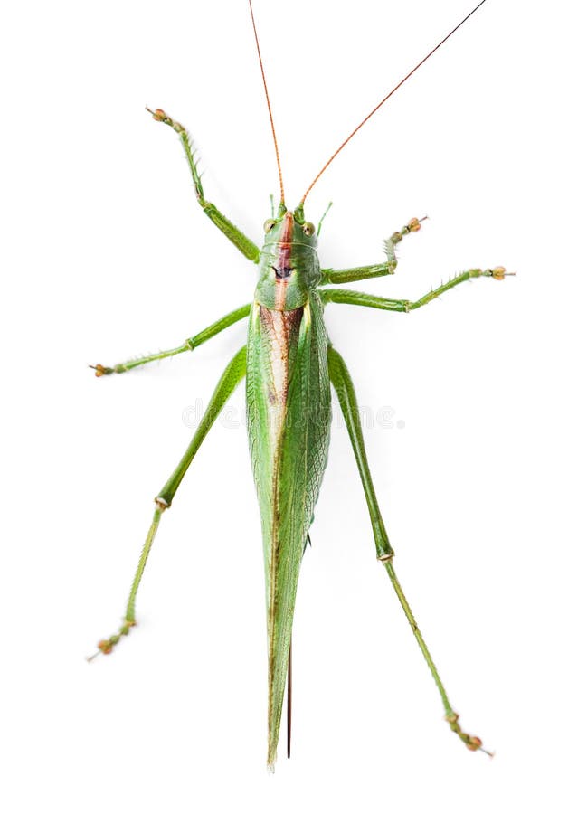 Sprinkhaan stock foto. Image of schepsel, grappig, hoofd - 11063346