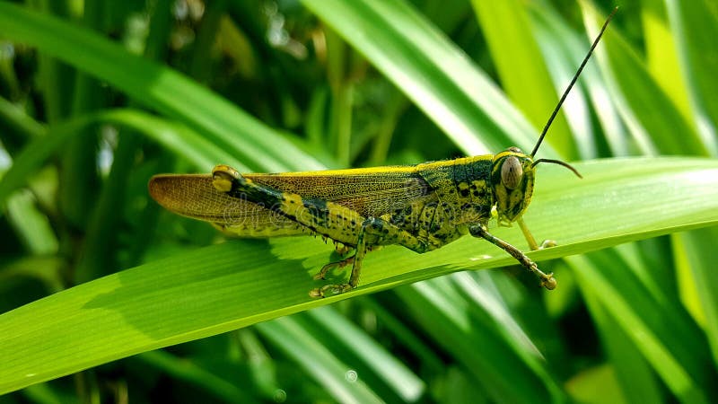 Sprinkhaan stock foto. Image of groen, verlof, sprinkhaan - 117601570