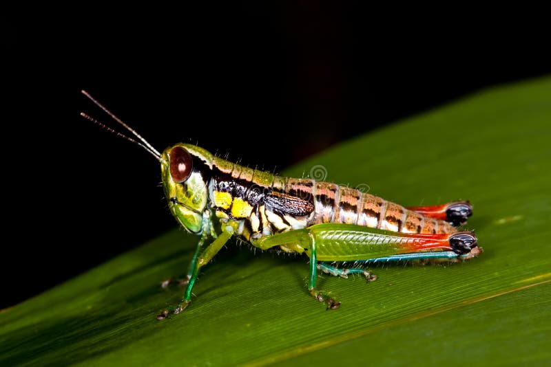 Reuze sprinkhaan stock foto. Image of milieu, insect - 59237736