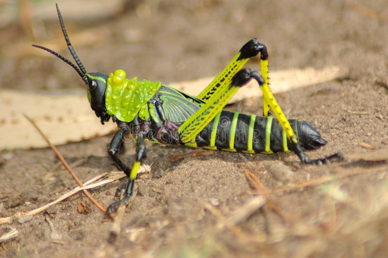 Sprinkhaan stock afbeelding. Image of sprinkhanen, samenstelling - 1772431