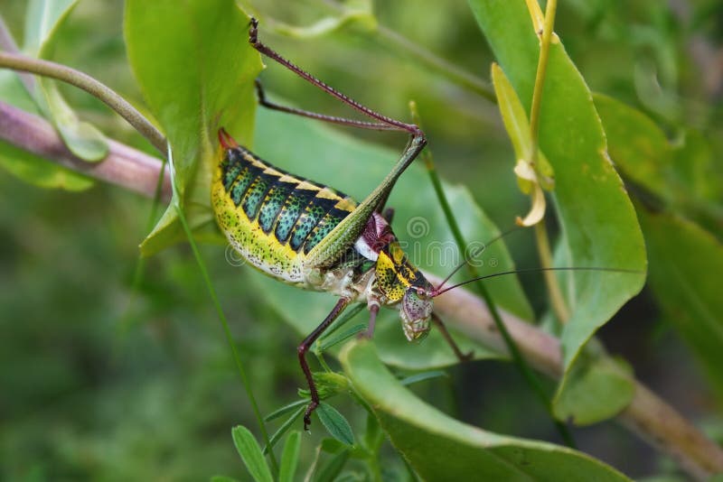 Sprinkhaan stock afbeelding. Image of sprinkhaan, gras - 2102197
