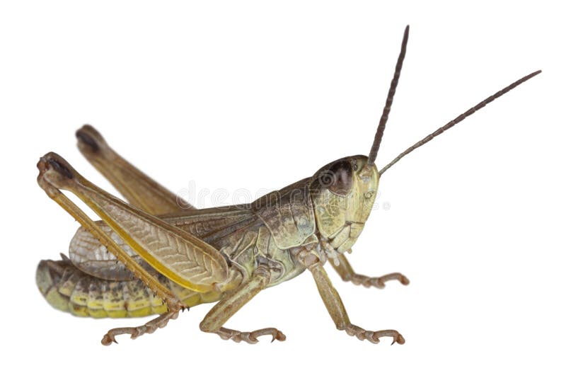 Sprinkhaan stock foto. Image of macro, piepklein, sprinkhaan - 21144210