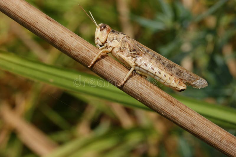 Sprinkhaan stock afbeelding. Image of geleedpotige, enkelvoudig - 22139749