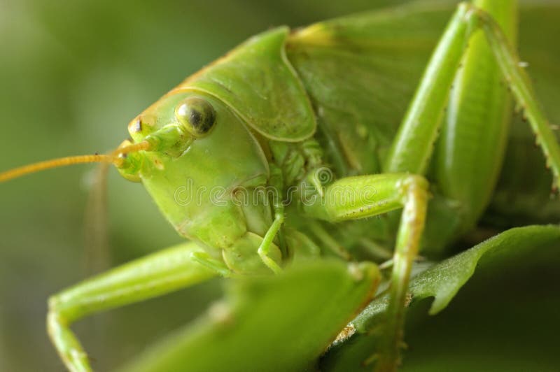 Groene sprinkhaan stock afbeelding. Image of insect, sprinkhaan - 35292425