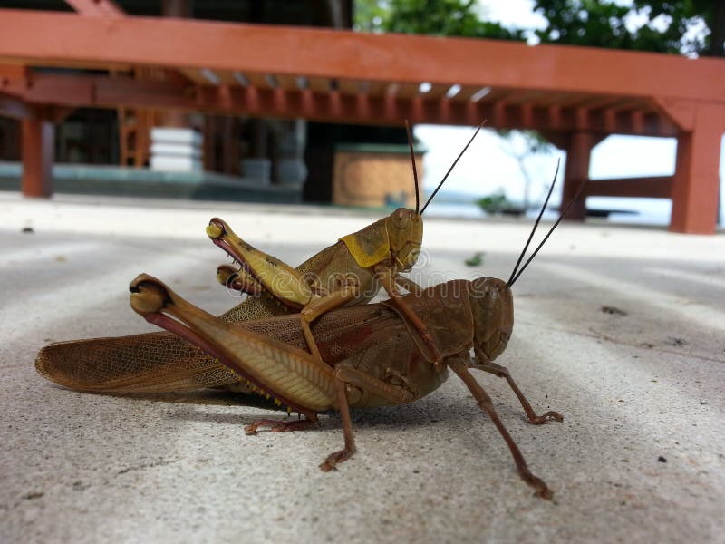 Sprinkhaan stock afbeelding. Image of insecten, sprinkhaan - 39533955