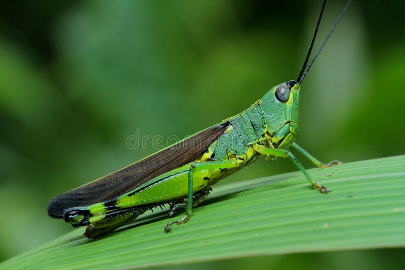 Sprinkhaan stock foto. Image of groen, dieren, sprinkhaan - 58974870
