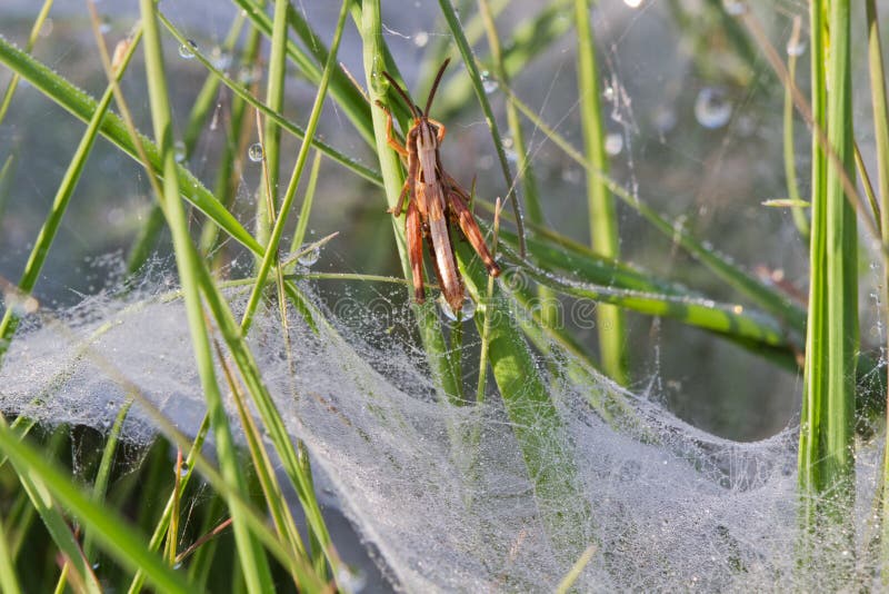 Trechter-Web Spin Met Prooi Stock Afbeelding - Image of trechter, nave ...