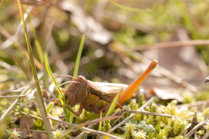 Sprinkhaan die gras eet stock afbeelding. Afbeelding bestaande uit gras ...
