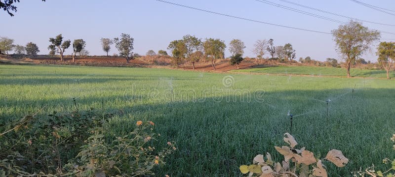 Sprinkle Irrigation System in a Wheat Farm Stock Image - Image of ...