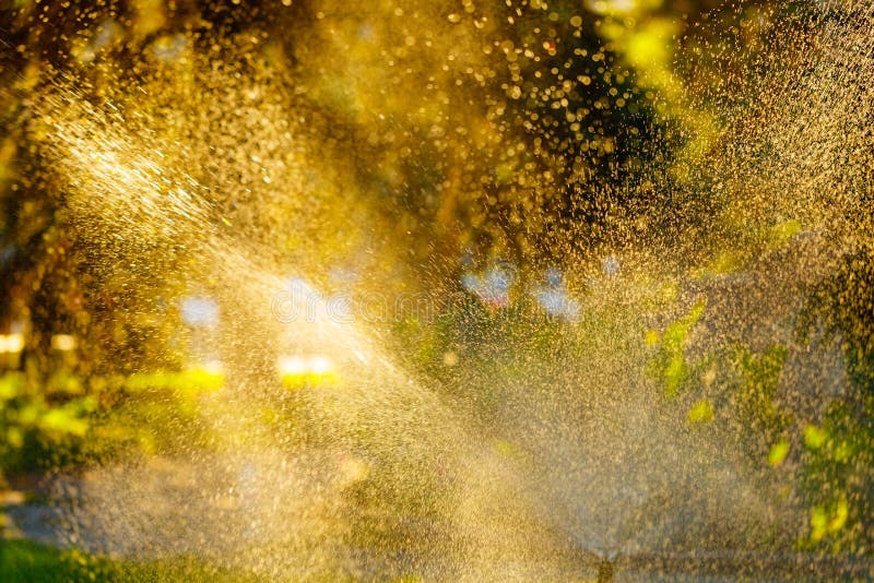 Sprinkle in the Park. Water Drops on the Plants. Stock Photo - Image of ...