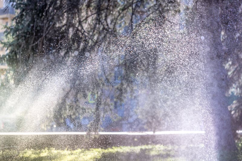 Sprinkle in the Park. Water Drops on the Plants. Stock Photo - Image of ...