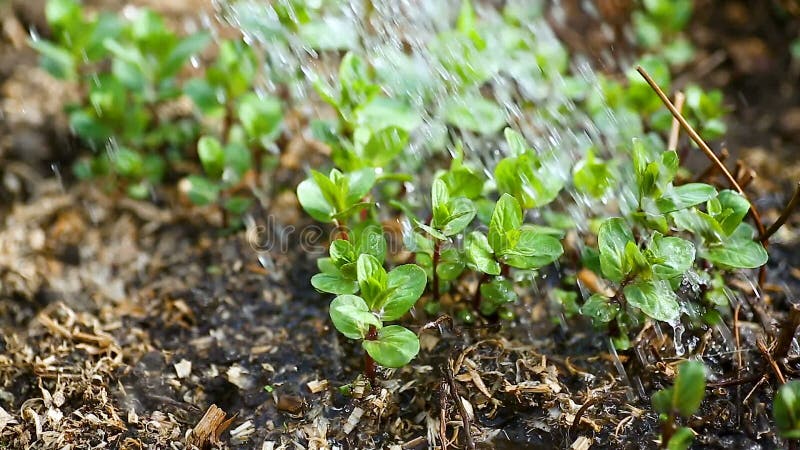 Bed of Soil Sprinkled with Seeds, Indicating the Delicate Start of a ...