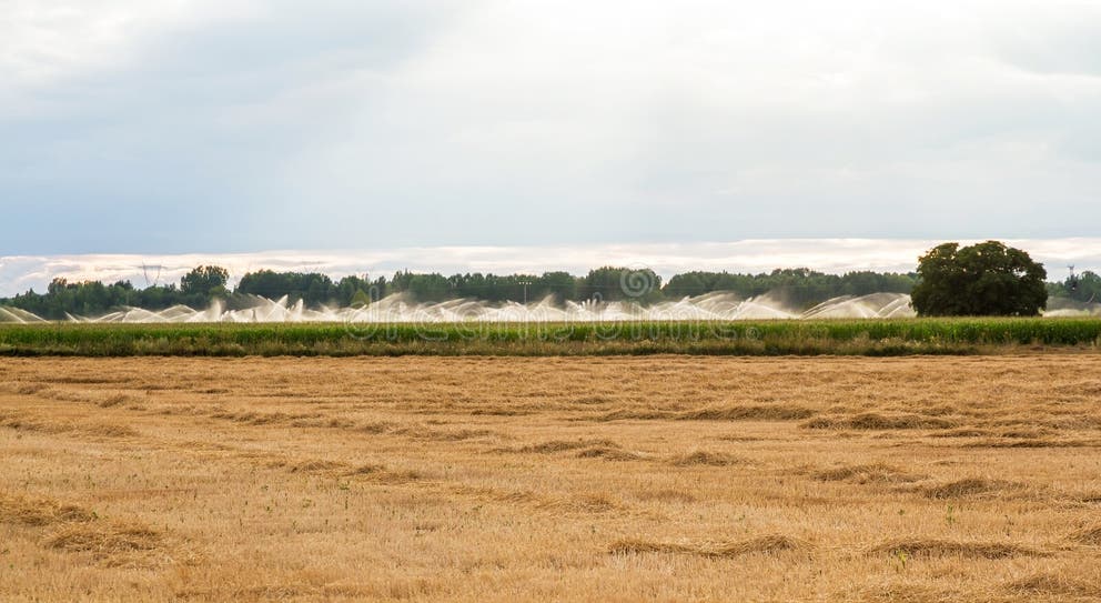 Sprinkler in Cornfields stock image. Image of outdoor - 70736619