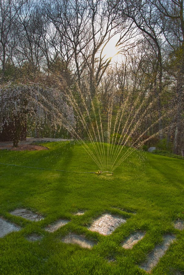 Sprinkler on Front Lawn Vertical Stock Photo - Image of spring, grass ...