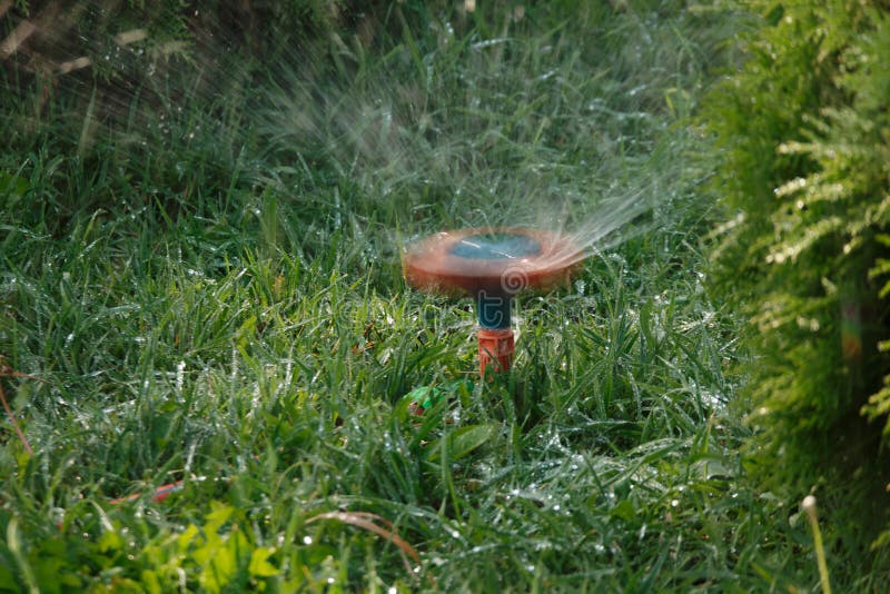 Sprinkler Head Spin in Grass, Irrigation of Backyard Stock Image ...